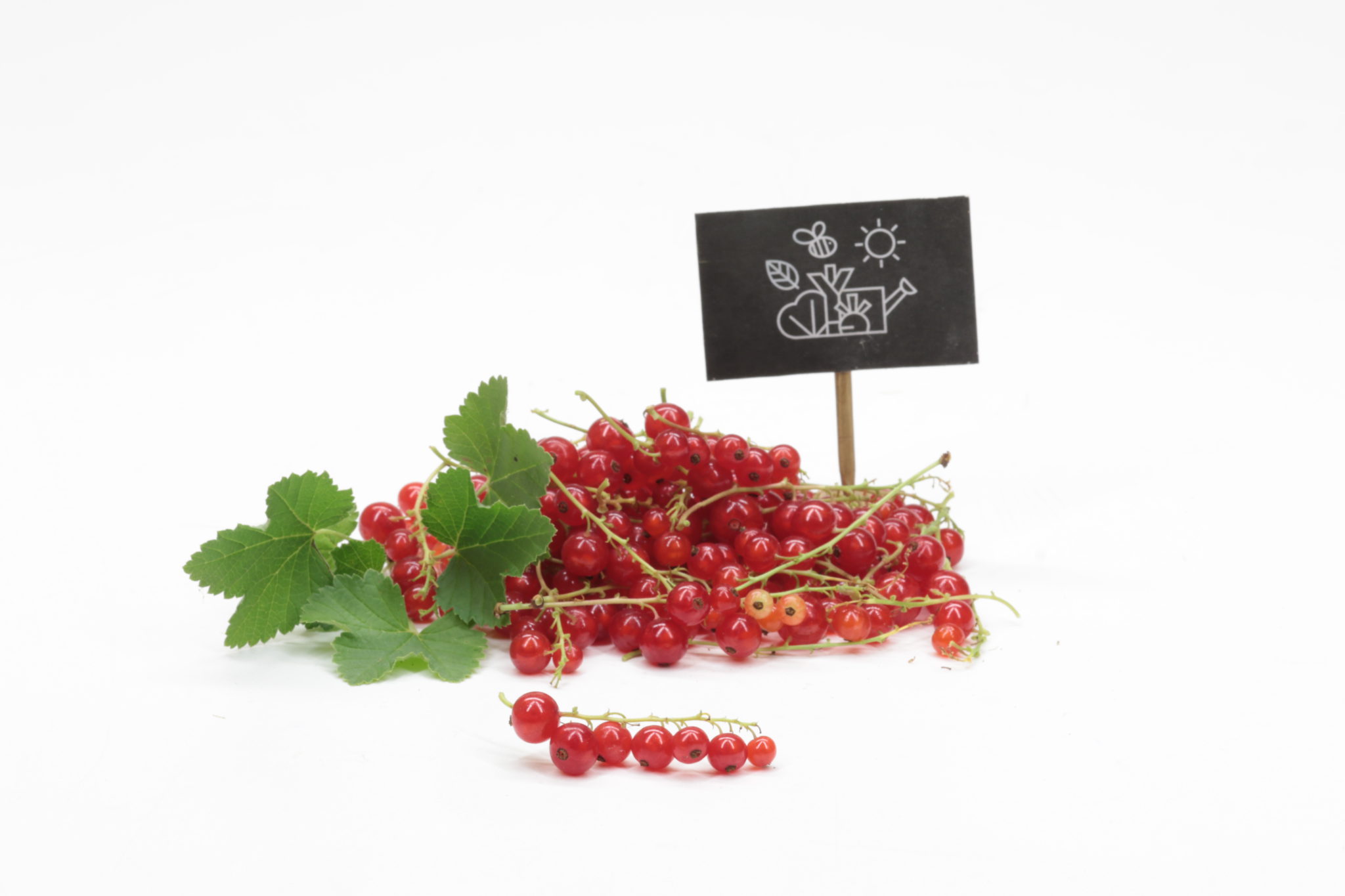 Groseilles rouges légumes bio Louvain-la-Neuve