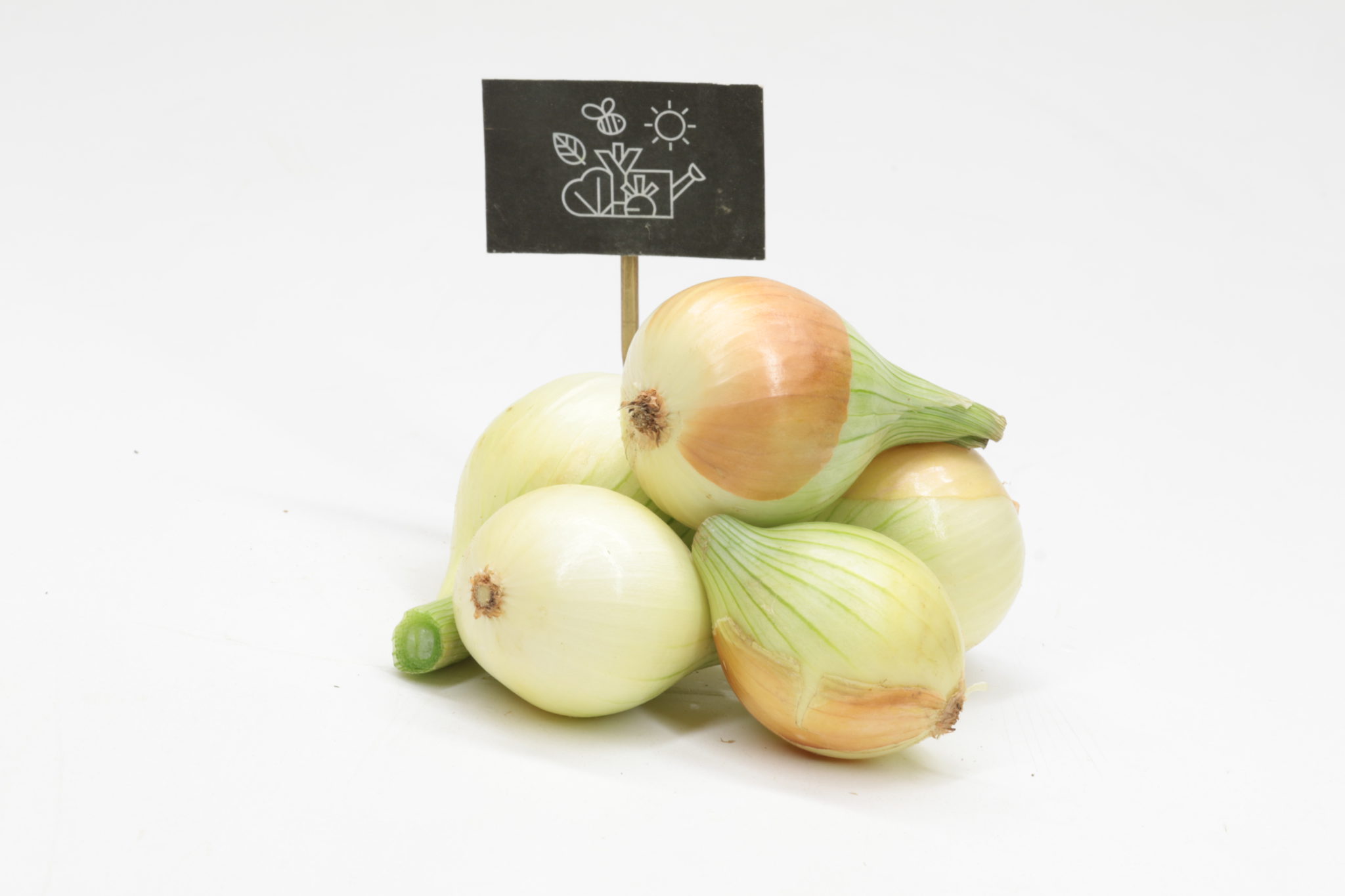 Oignons frais légumes bio Louvain-la-Neuve