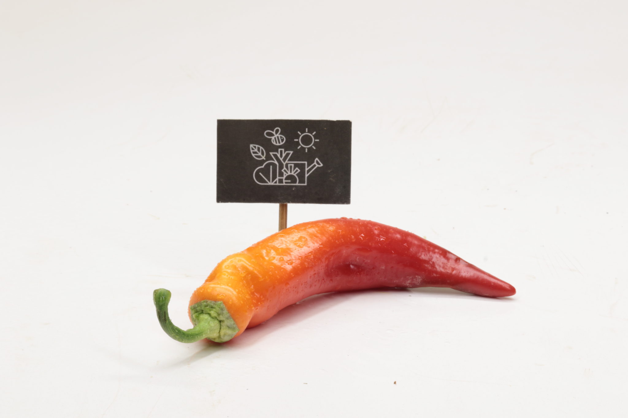 Poivron long rouge légumes bio Louvain-la-Neuve