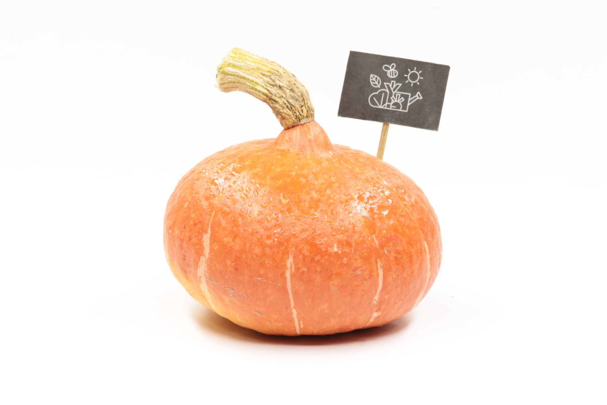 Courge potimarron légumes bio Louvain-la-Neuve