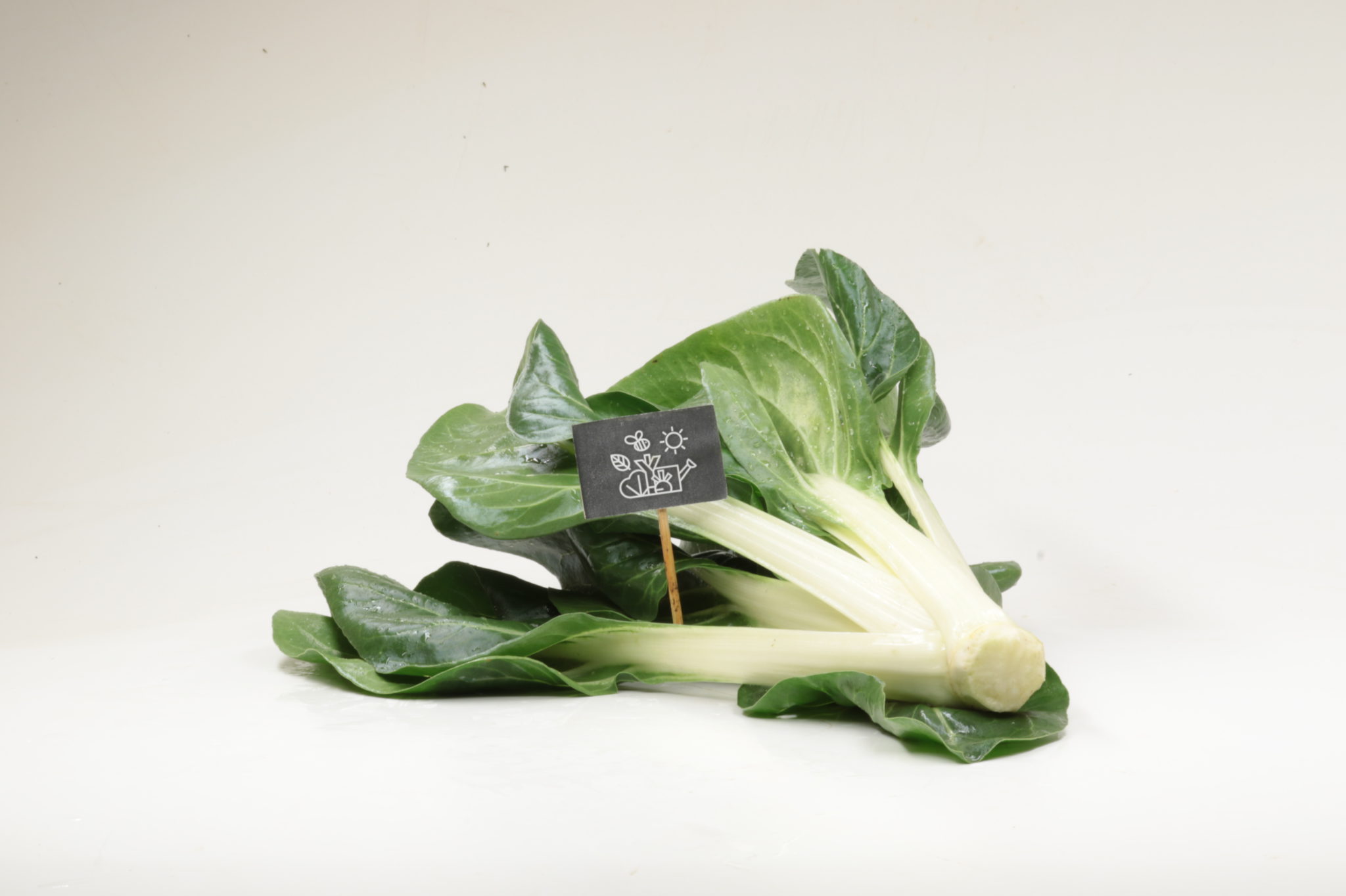 Bette d'hiver légumes bio Louvain-la-Neuve