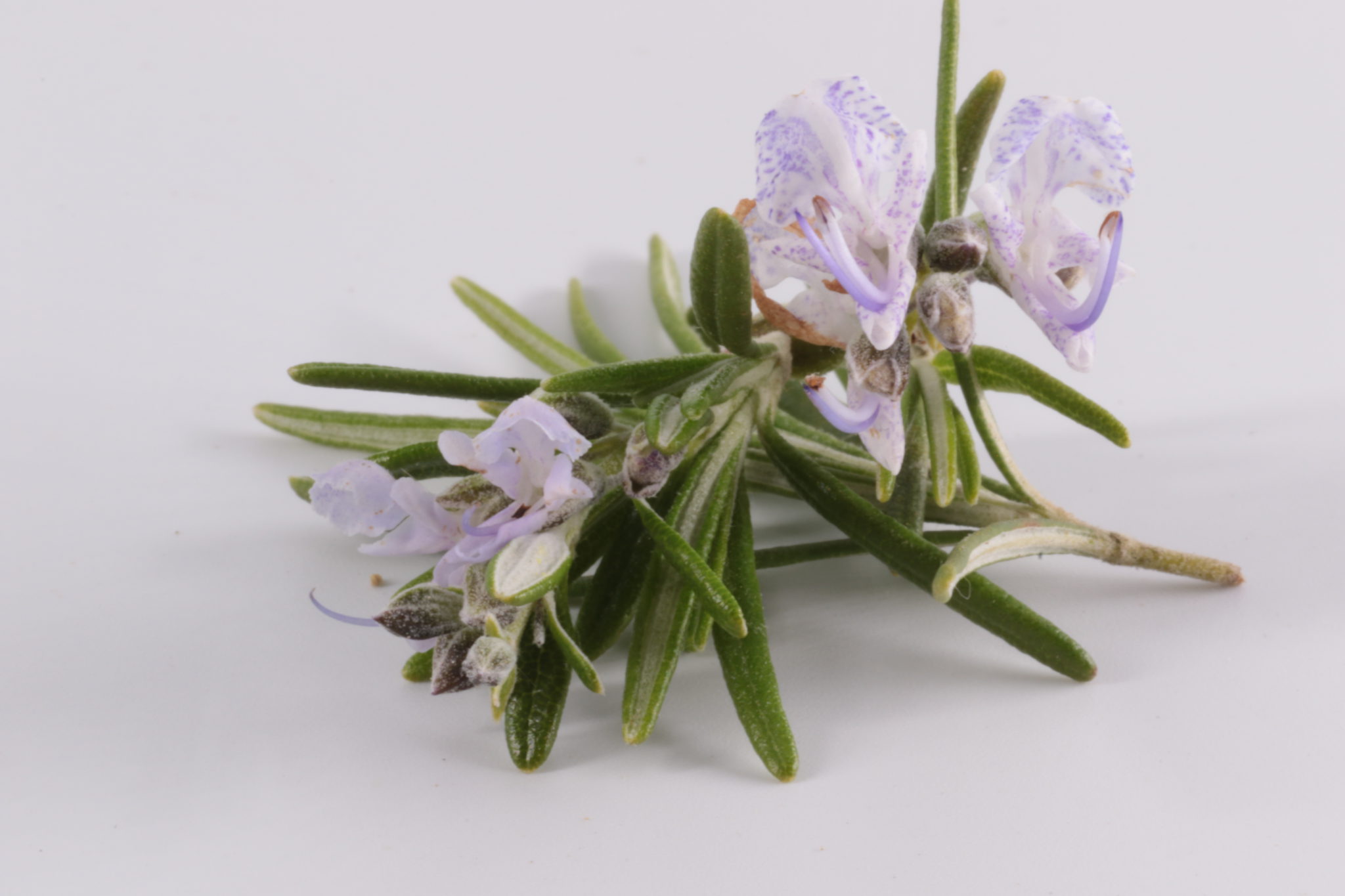 Fleurs de romarin légumes bio Louvain-la-Neuve