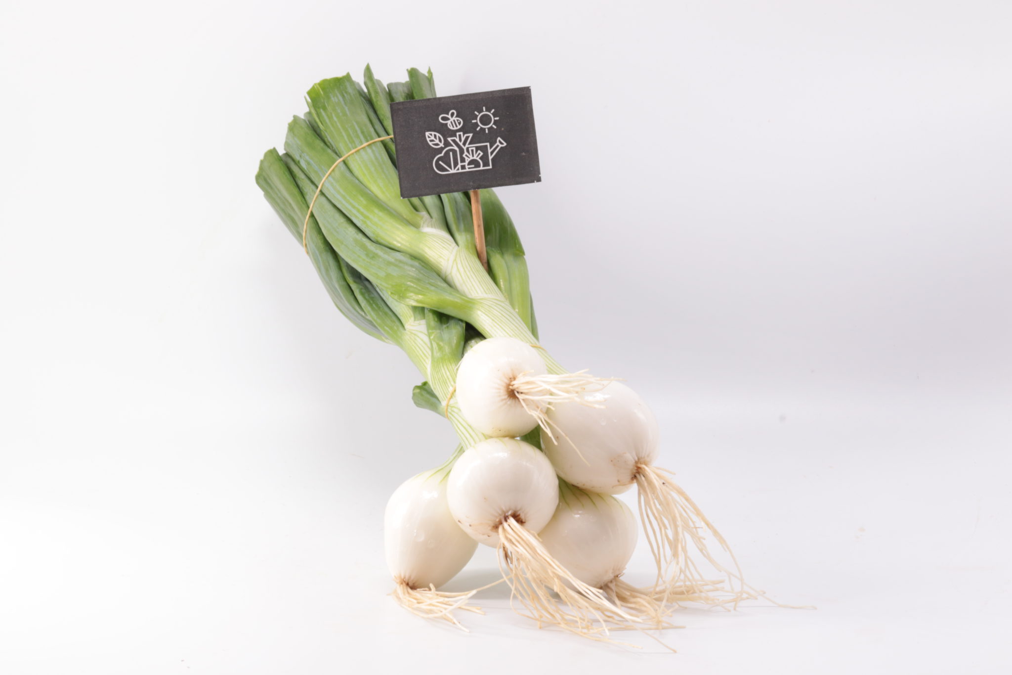 Oignons blanc frais légumes bio Louvain-la-Neuve