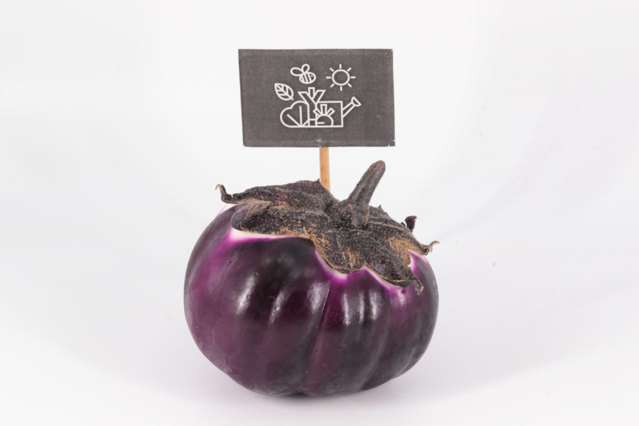 Aubergine ronde légumes bio Louvain-la-Neuve