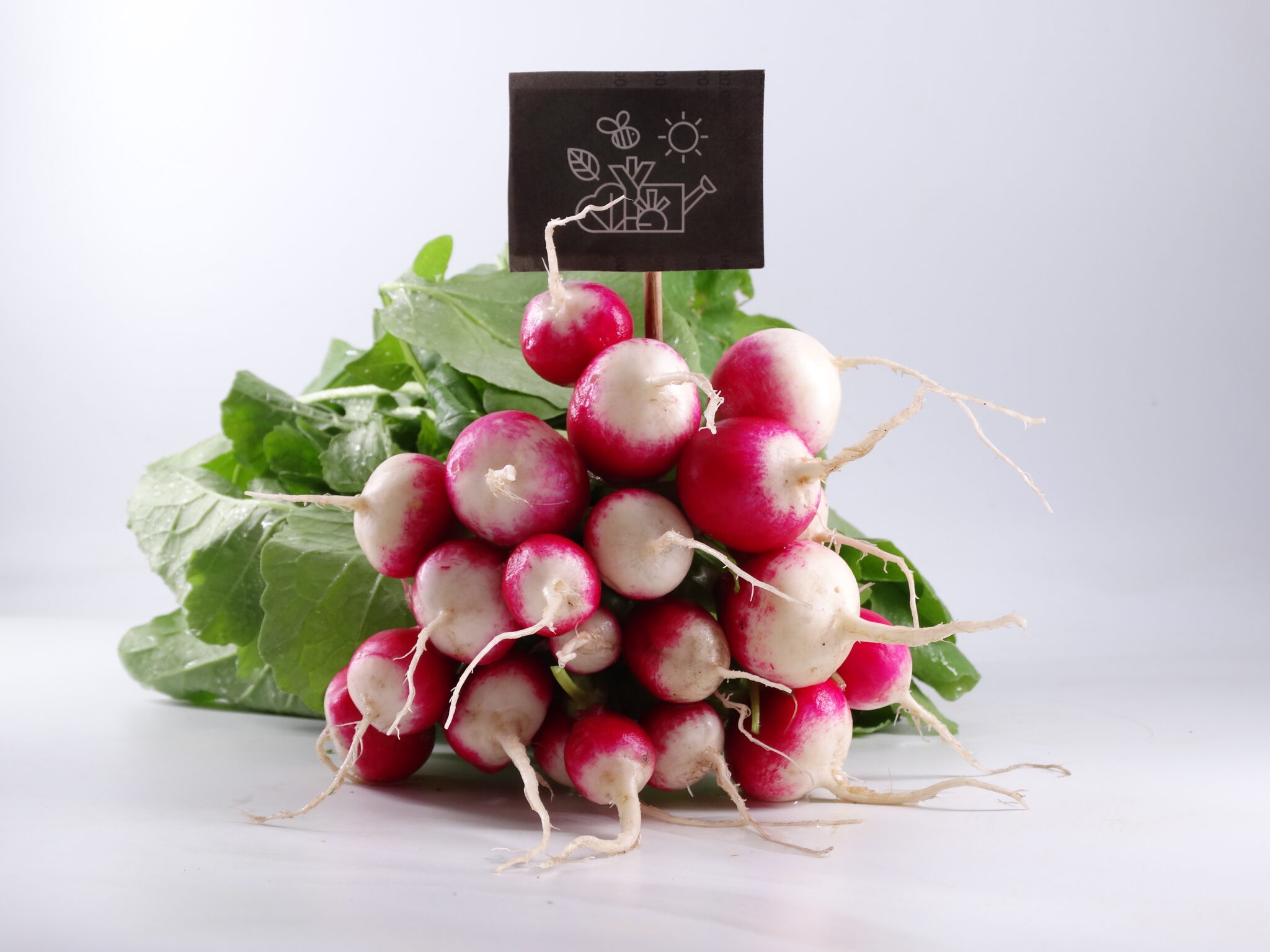 Radis rouge à bout blanc légumes bio Louvain-la-Neuve