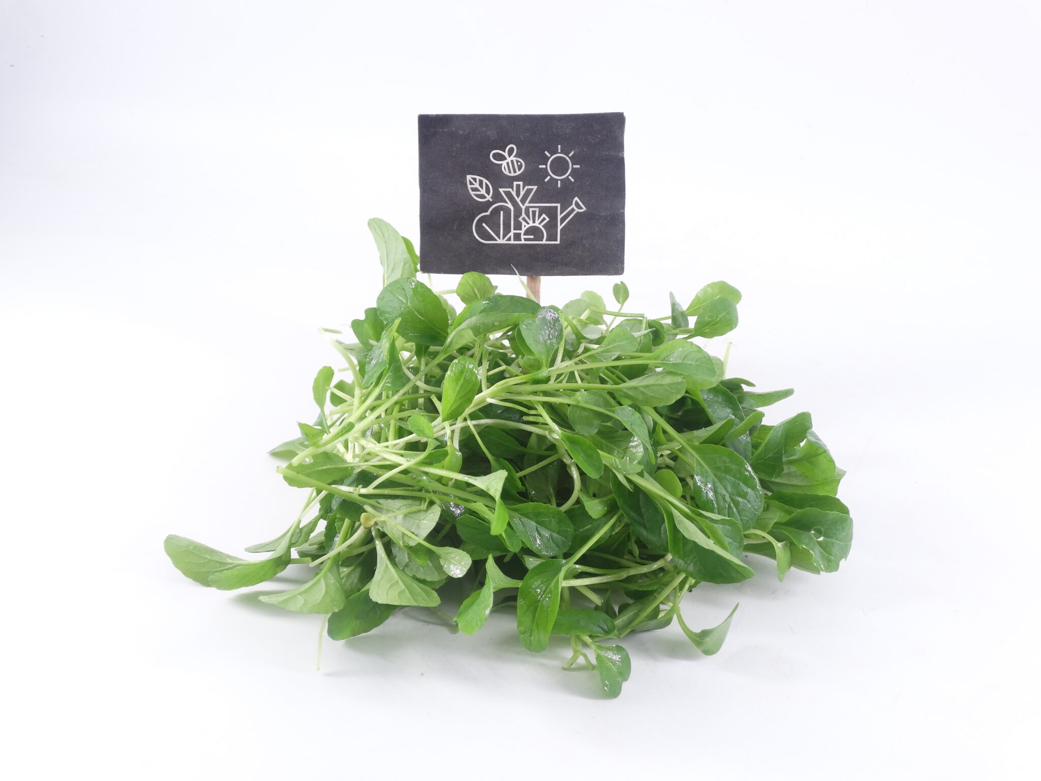 Mini pousses de Komatsuna légumes bio Louvain-la-Neuve