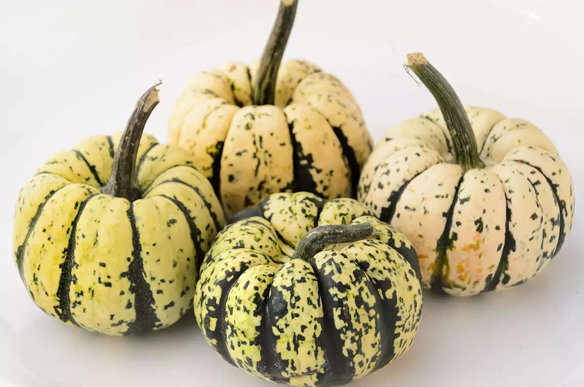 Courge patidou légumes bio Louvain-la-Neuve